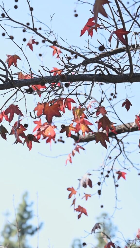 Autumn Leaves - Inspired Stock Shop