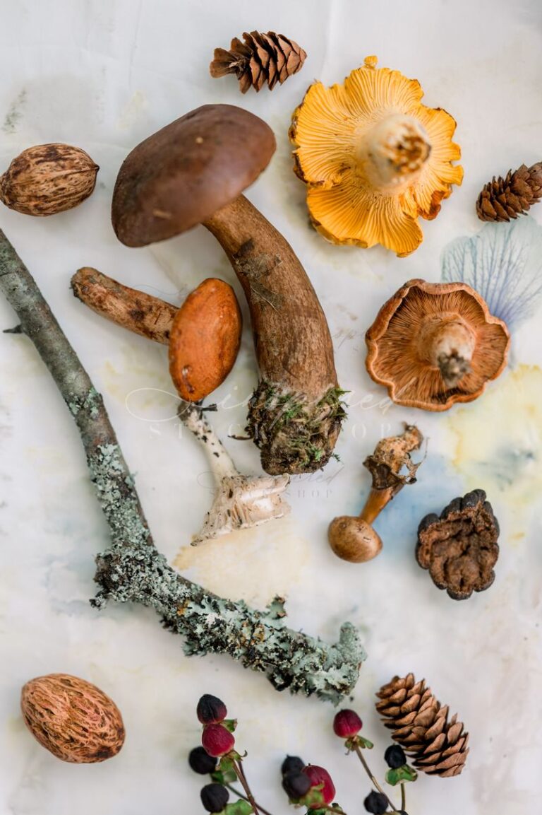 ISS Forage Fall 1 - Inspired Stock Shop